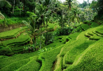 Ubud's Ridge, Village and Valley - Excursies Ubud - Bali Travel